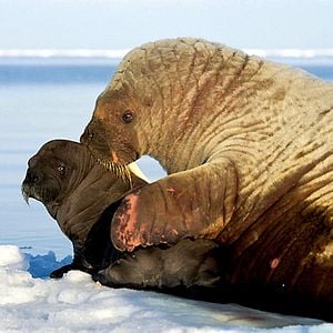 Arctic Tale - Film documentaire 2007 - AlloCiné