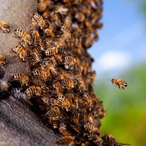 Pollen - film 2011 - AlloCiné