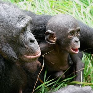 Bonobos - film 2010 - AlloCiné