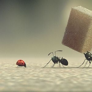 Minuscule - La vallée des fourmis perdues - Film 2013 - AlloCiné