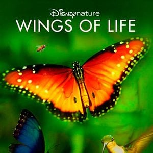 Pollen - Film documentaire 2011 - AlloCiné