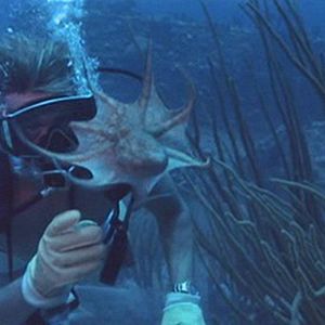 Les Grands Fonds - Film 1977 - AlloCiné