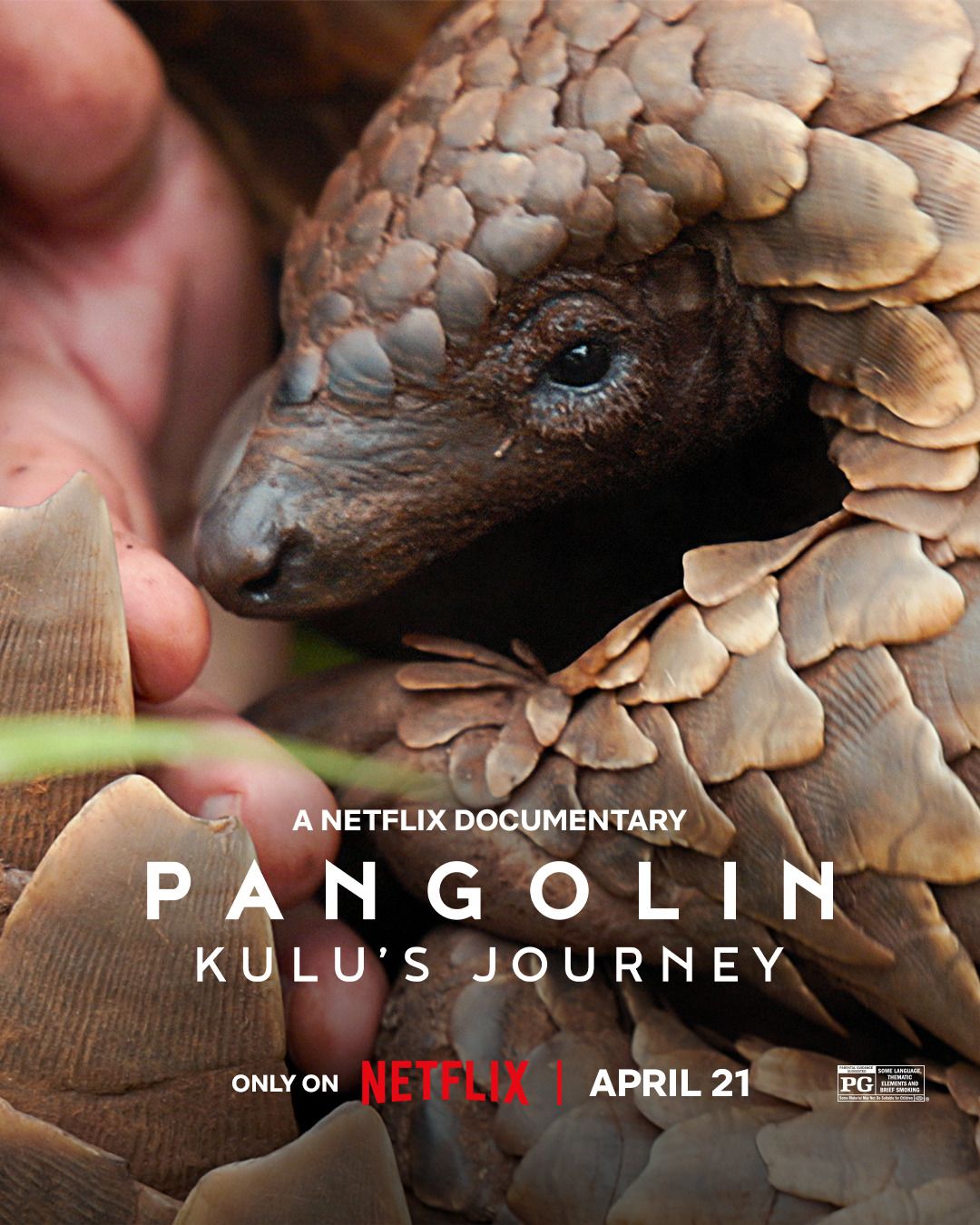 News du film Pangolin : Chemins de vie - AlloCiné