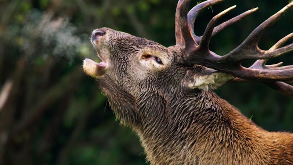 Trailer du film Wilding, Retour à la Nature Sauvage - Wilding, Retour à la Nature Sauvage Bande ...