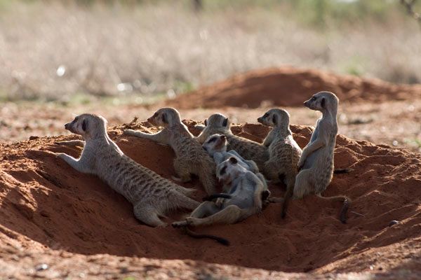 Photo du film La Famille Suricate - Photo 25 sur 27 - AlloCiné