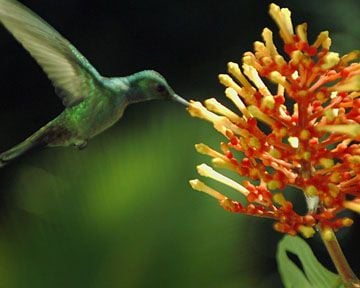 Trailer du film Pollen - Pollen Bande-annonce VF - AlloCiné