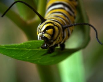 Extrait du film Pollen - Pollen Extrait vidéo (2) VF - AlloCiné