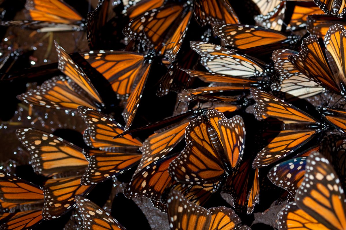 Photo du film Pollen - Photo 61 sur 74 - AlloCiné