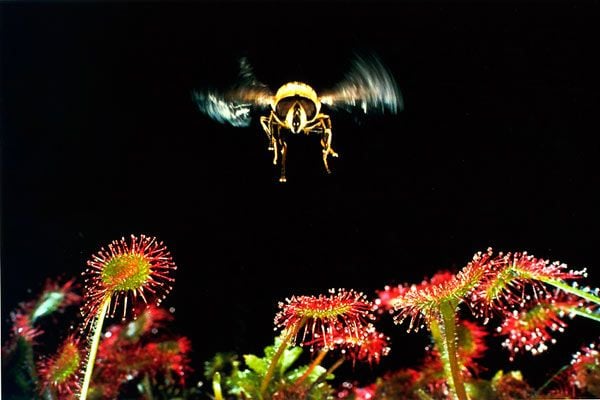 Photo du film Microcosmos: Le peuple de l'herbe - Photo 5 sur 6 - AlloCiné