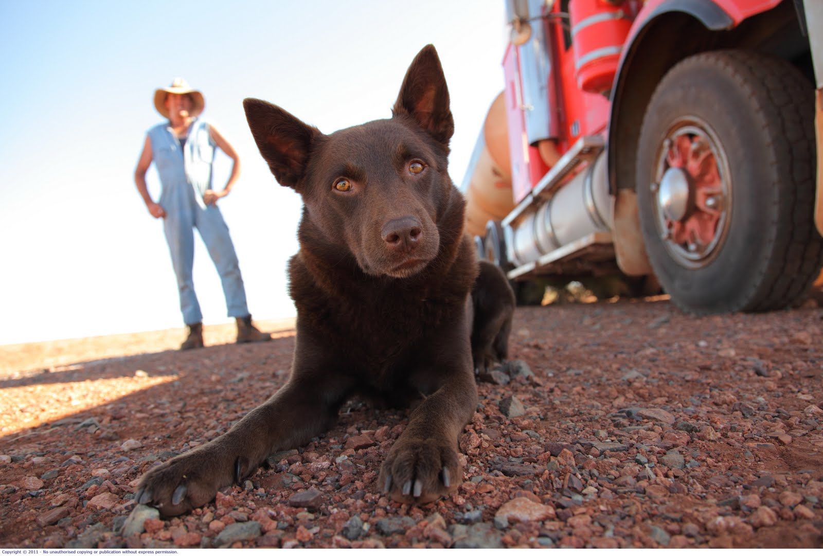 Photo du film Red Dog - Photo 4 sur 9 - AlloCiné