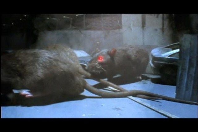 Photo du film Rat Scratch Fever - Photo 15 sur 15 - AlloCiné