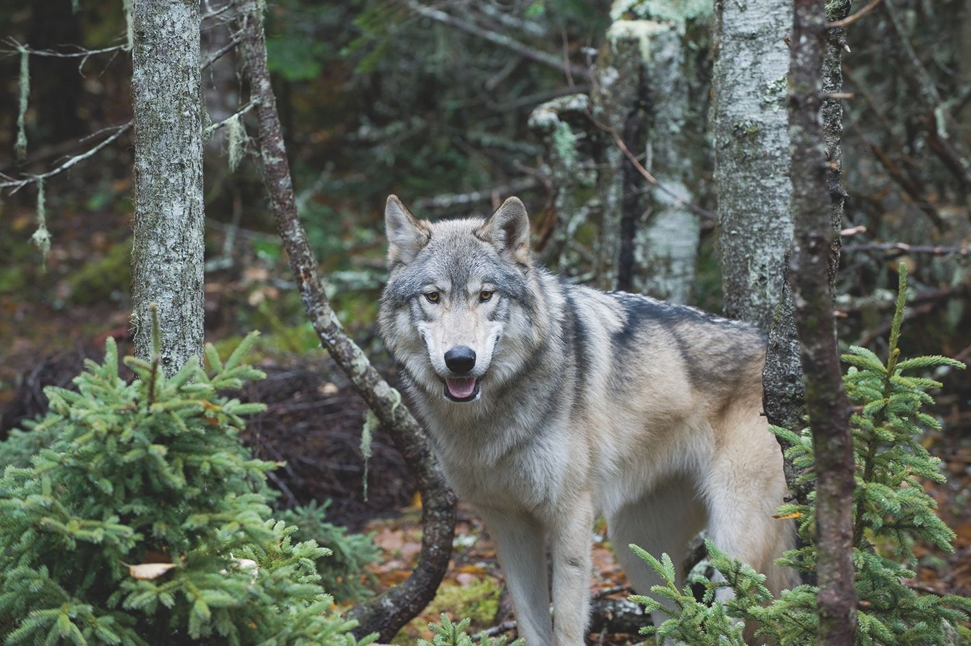 Photo du film Maïna - Photo 5 sur 7 - AlloCiné
