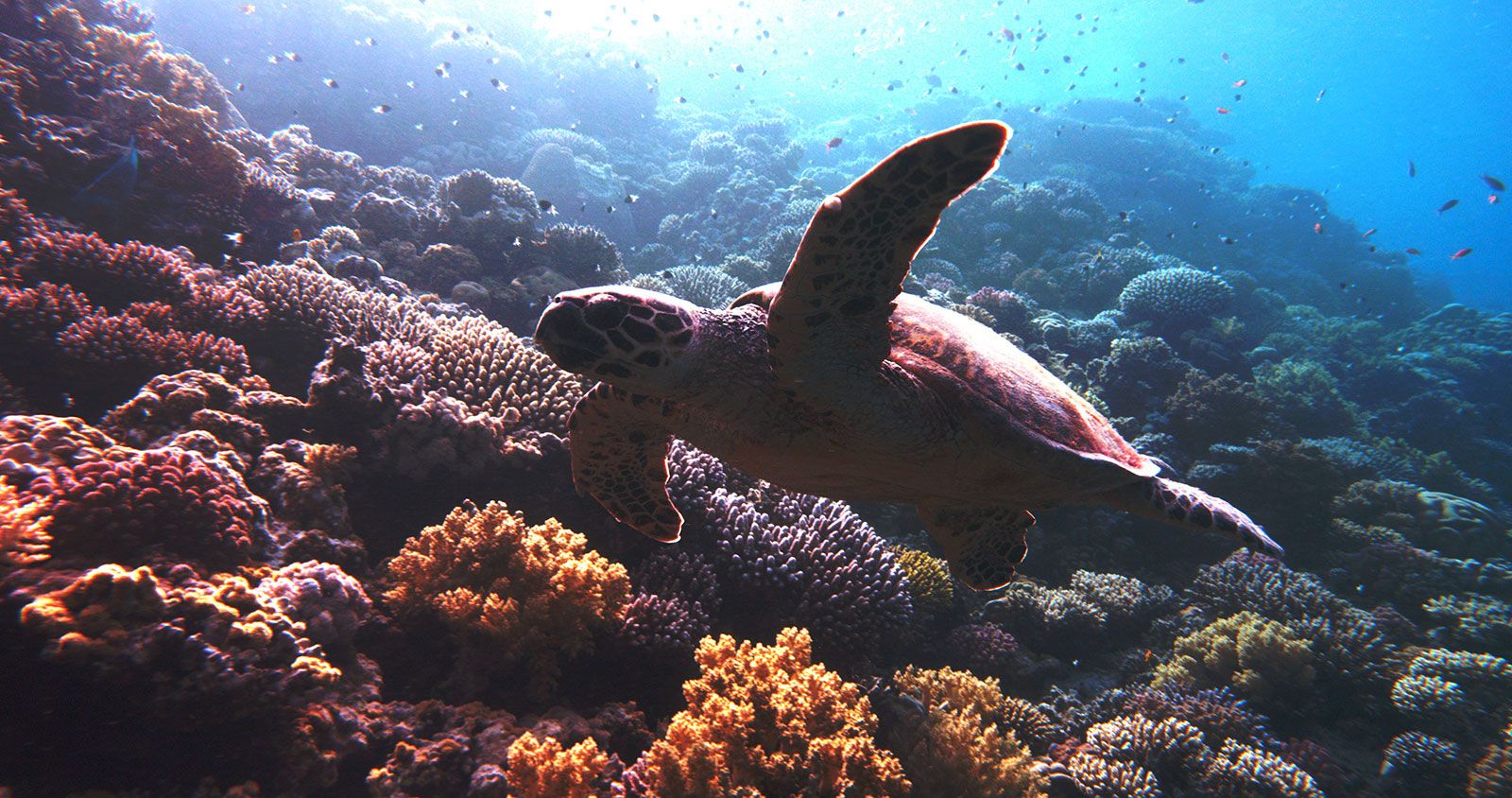 Photo du film Nature - Photo 33 sur 42 - AlloCiné