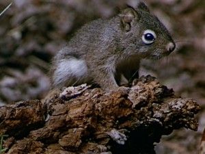 Photo du film Perri - Photo 2 sur 3 - AlloCiné