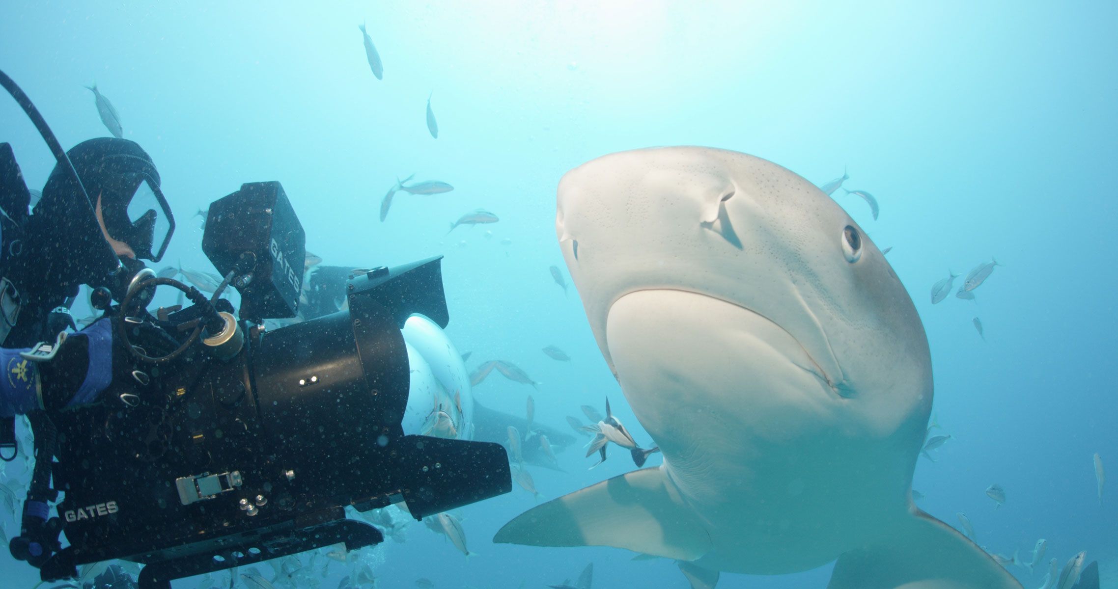 Photo du film Sharkwater Extinction - Photo 1 sur 8 - AlloCiné