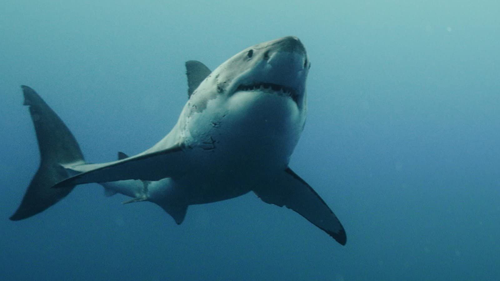 Photo du film The Reef 2: Traquées - Photo 2 sur 12 - AlloCiné