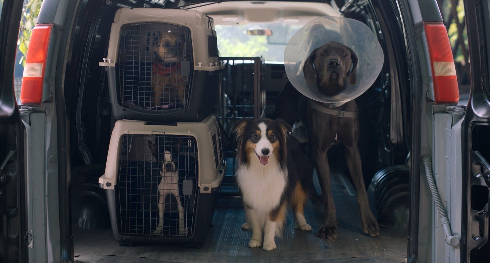 Photo du film Backstreet Dogs - Photo 13 sur 29 - AlloCiné