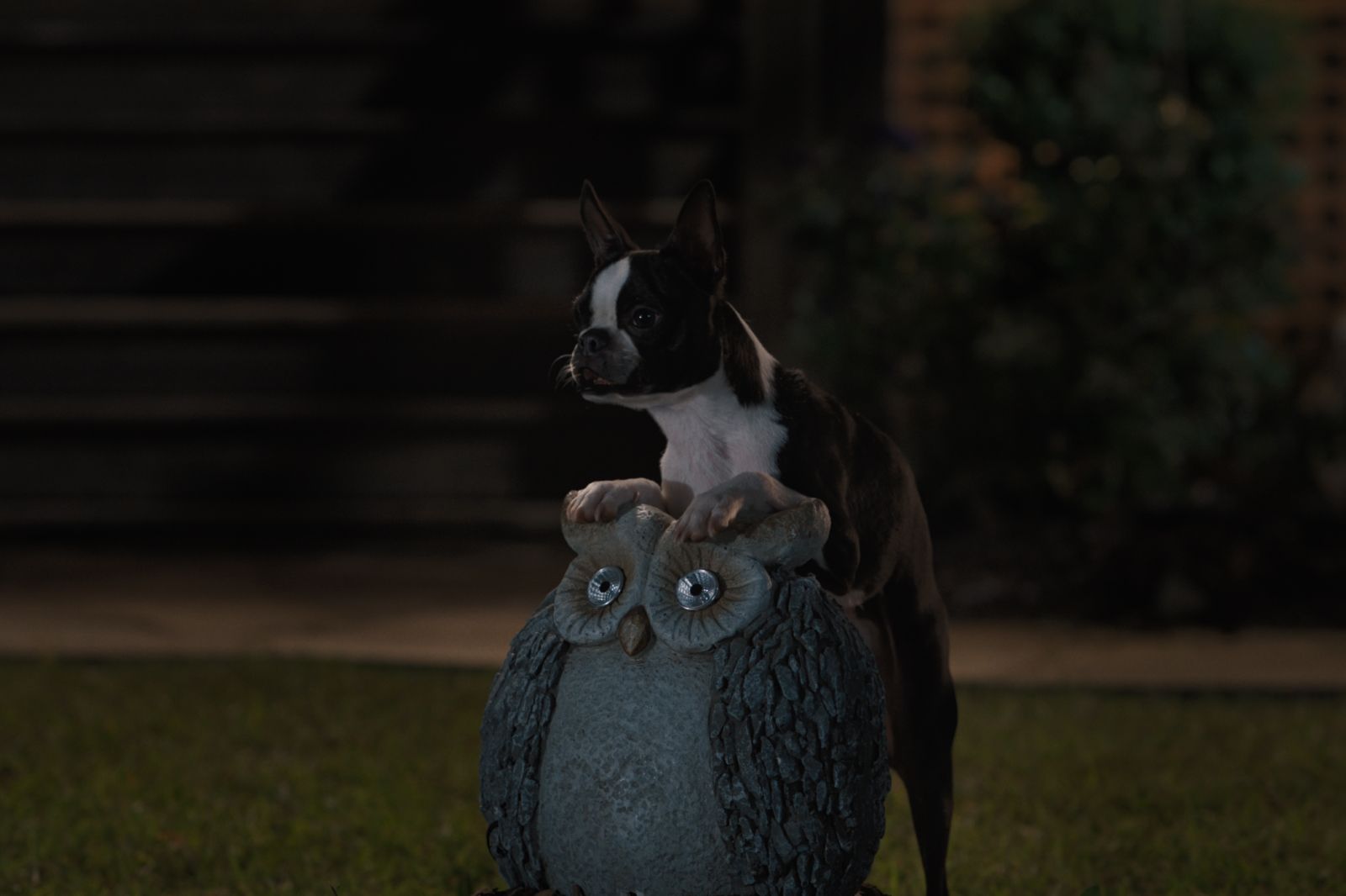 Photo du film Backstreet Dogs - Photo 3 sur 29 - AlloCiné