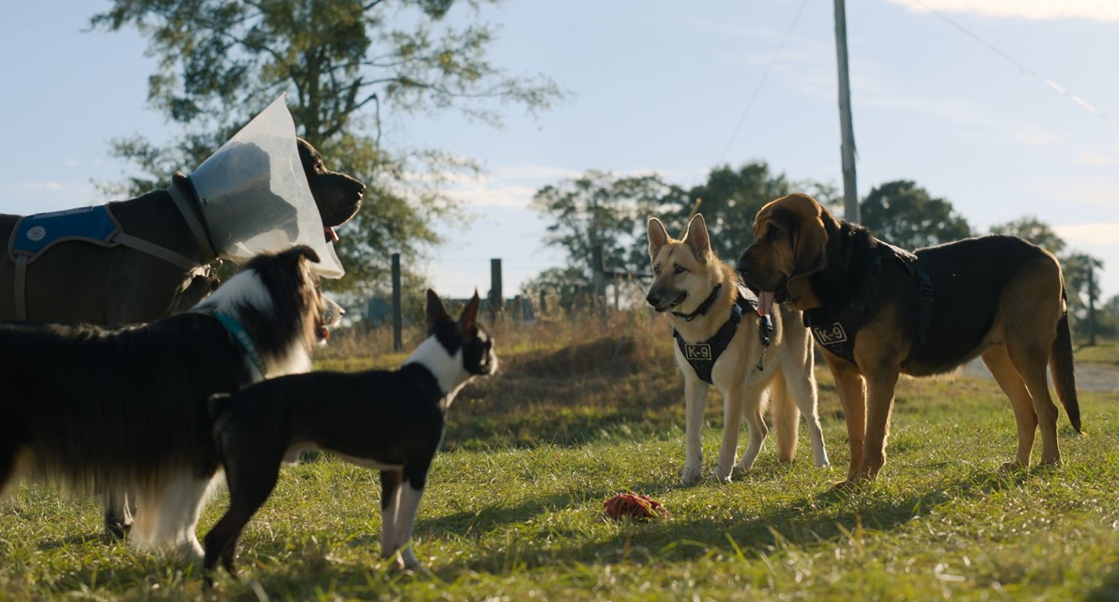 Photo du film Backstreet Dogs - Photo 1 sur 29 - AlloCiné