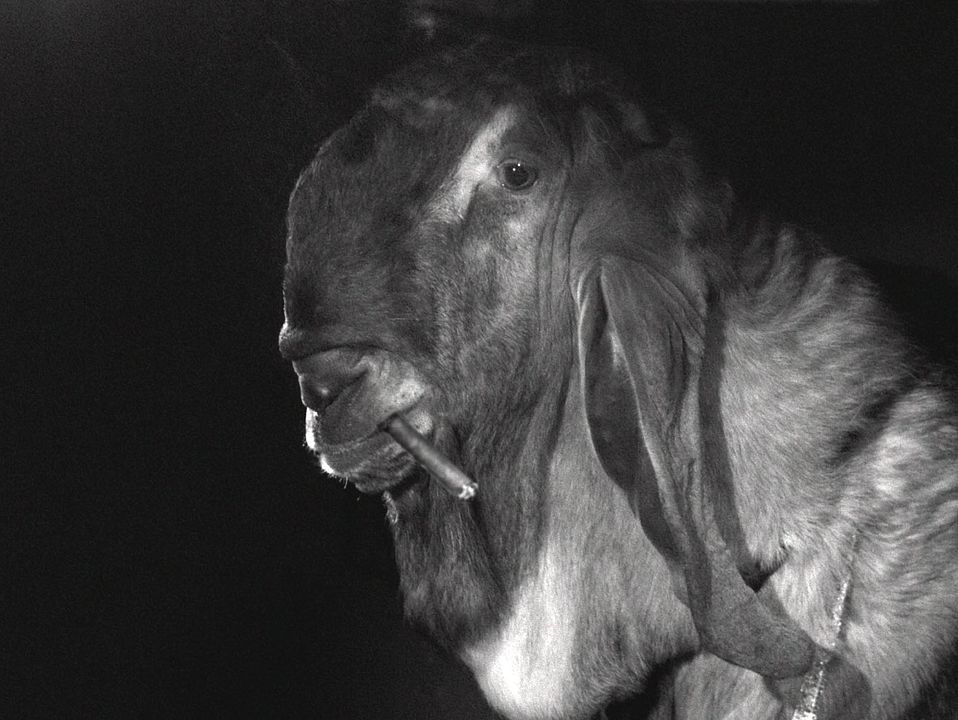 Photo de Bleat! - Photo 3 sur 6 - AlloCiné