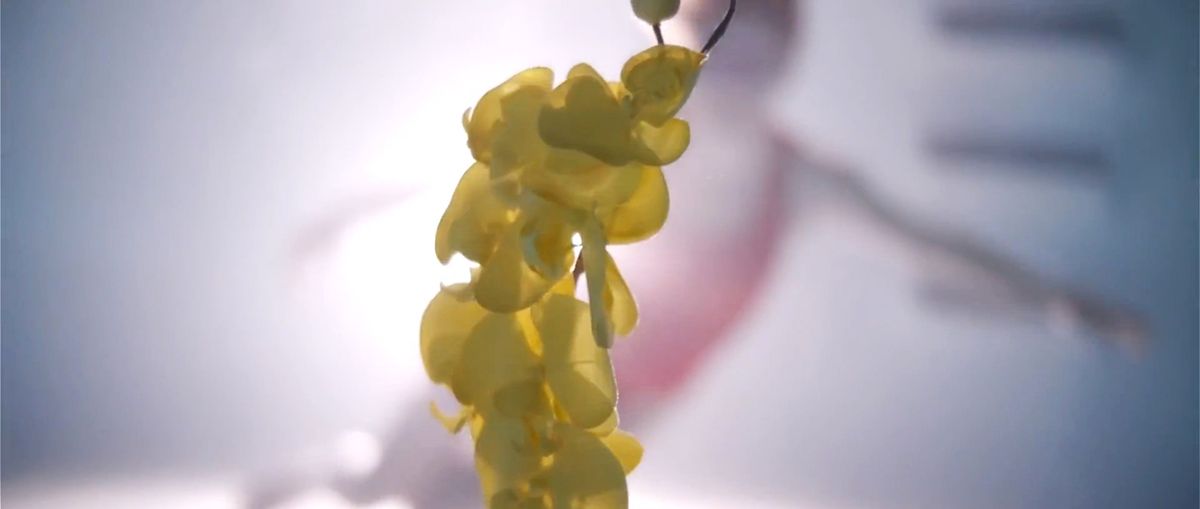 Photo du film Upstream Color - Photo 12 sur 22 - AlloCiné