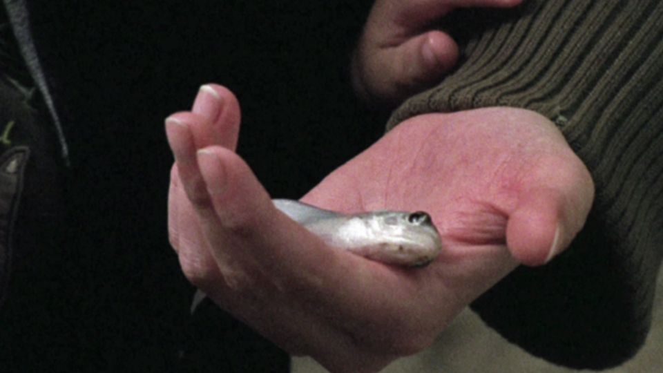 Bande annonce de Poisson - Poisson Bande-annonce VF - AlloCiné