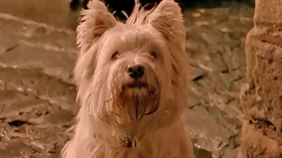 Trailer du film The Adventures Of Greyfriars Bobby - The Adventures Of ...
