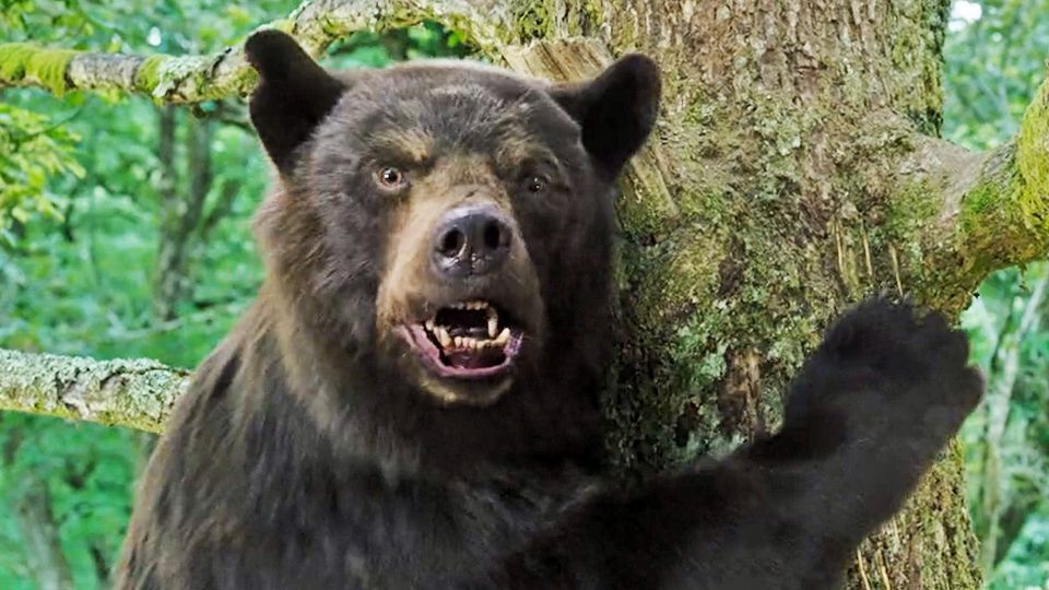 Trailer du film Crazy Bear - Crazy Bear Bande-annonce (2) VO - AlloCiné